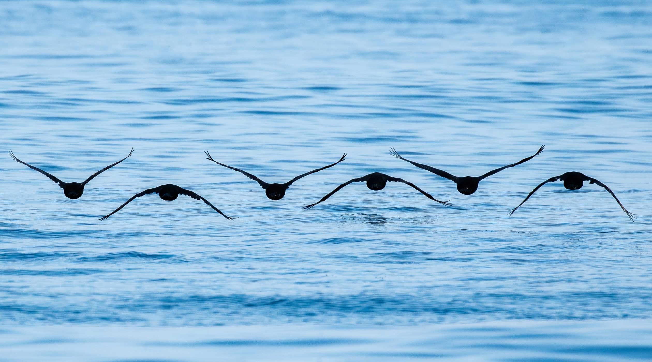 Contact | Monterey Bay Whale Watch