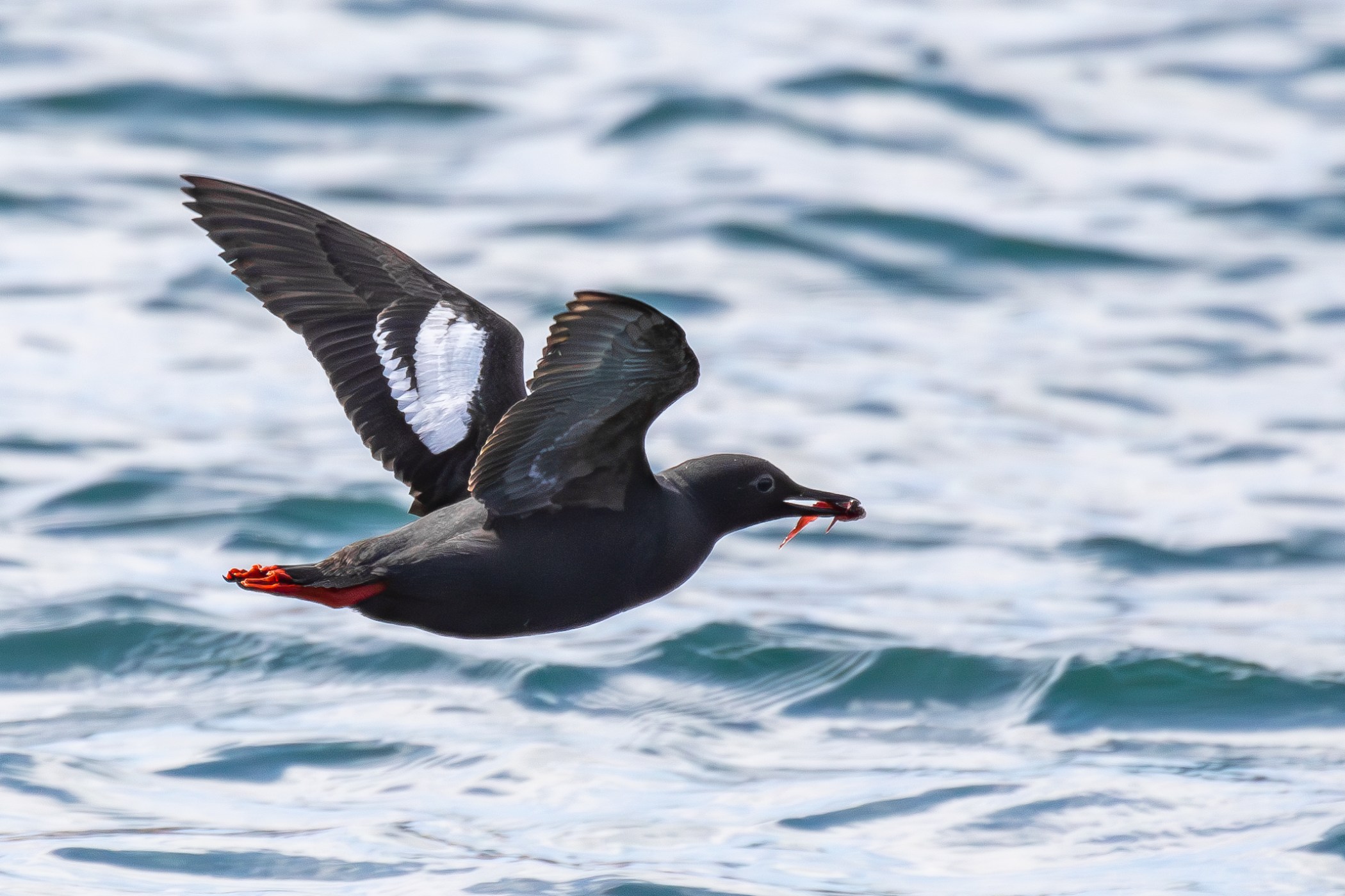 Monterey Bay Pelagic Seabird Tour | Monterey Bay Whale Watch