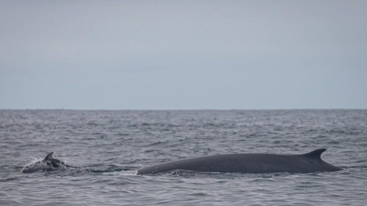 fin whale
