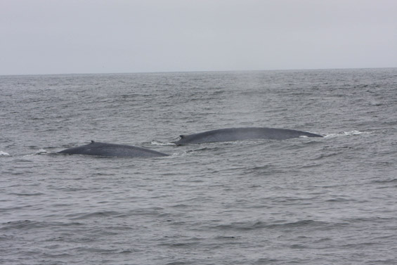 An Extraordinary Number of Blue Whales and Humpback Whales Arrive to ...
